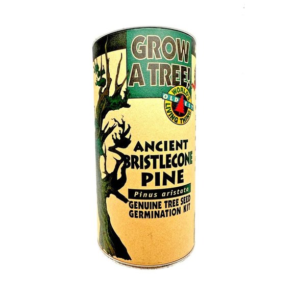 Other | Grow A Tree Ancient Bristlecone Pine Genuine Tree Seed ...